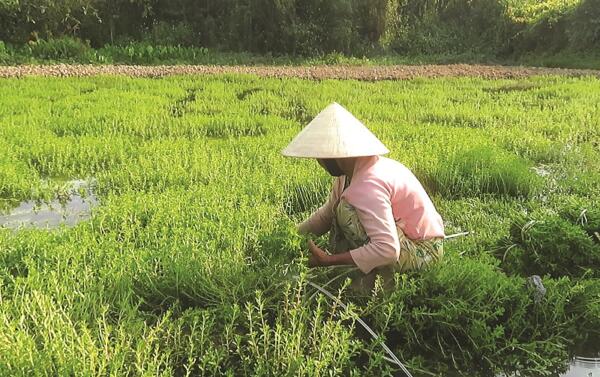 Nông dân khóc vì "đo nồng độ cồn" - TRE Magazine
