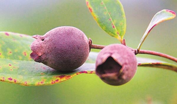 Đồi sinh & mùa sim... - TRE Magazine